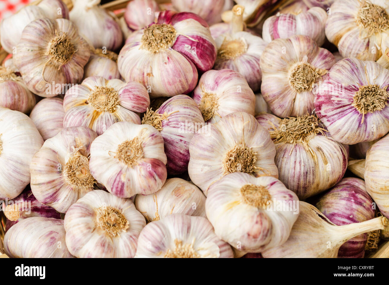 Allium sativum plant plants hi-res stock photography and images - Alamy