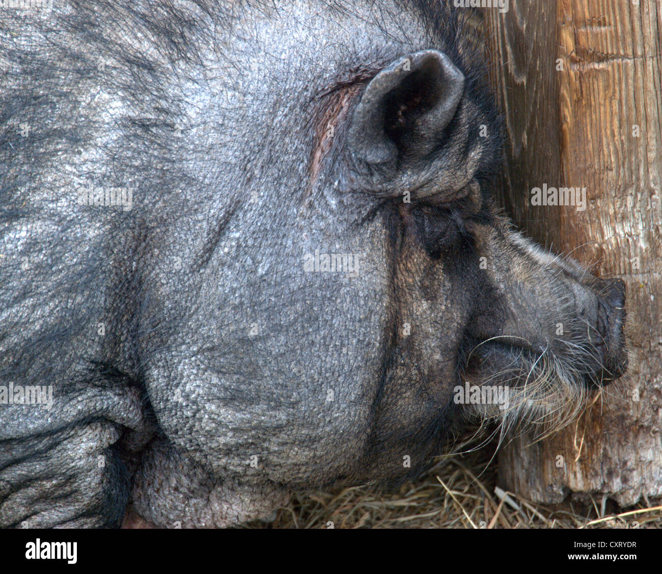 Wilbur the pig hi-res stock photography and images - Alamy