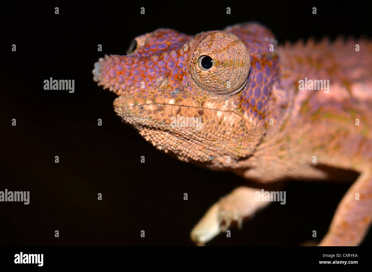 Rhinoceros Chameleon (Furcifer rhinoceratus), female, in the forests of ...