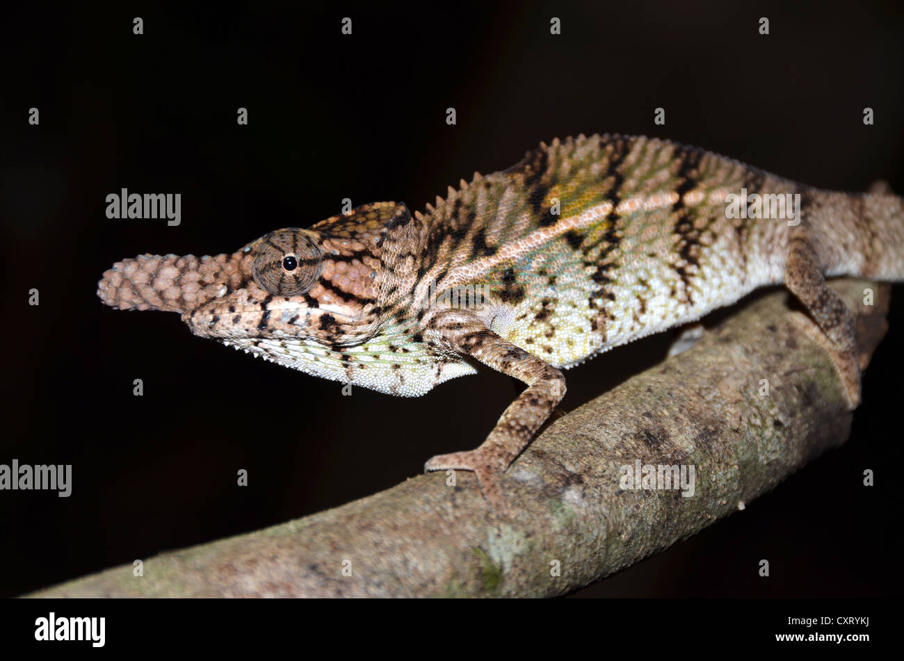 Rhinoceros Chameleon (Furcifer rhinoceratus), male, in the forests of ...