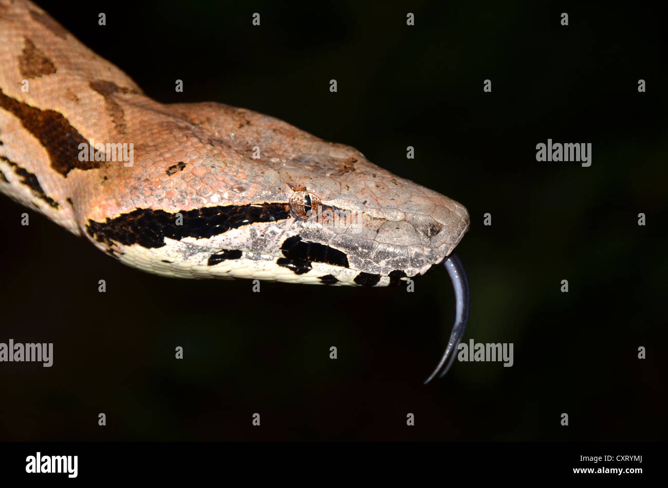 Madagascar ground boa (Acrantophis madagascariensis), in the forests of ...