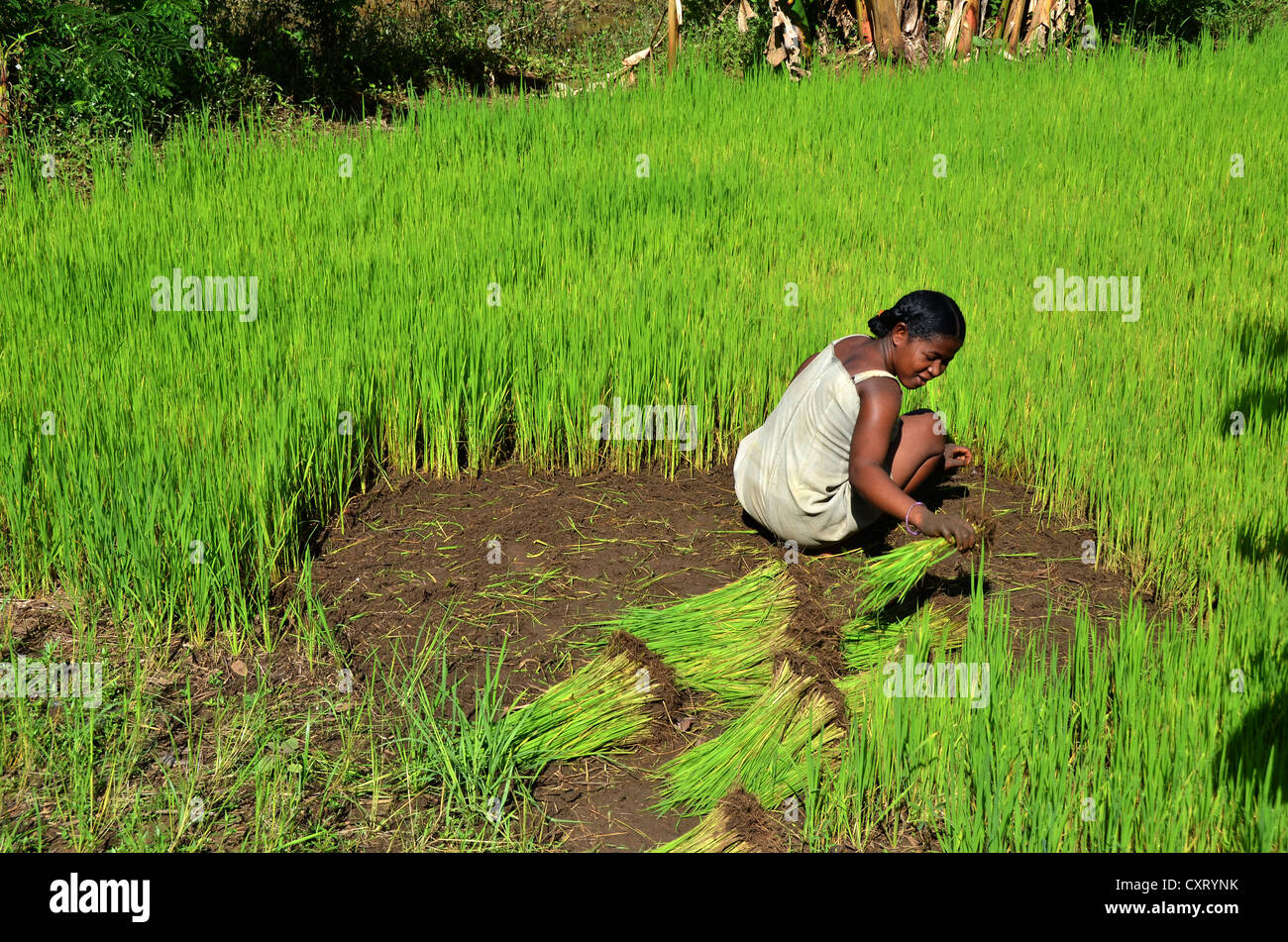 African farmers planting hi-res stock photography and images - Alamy