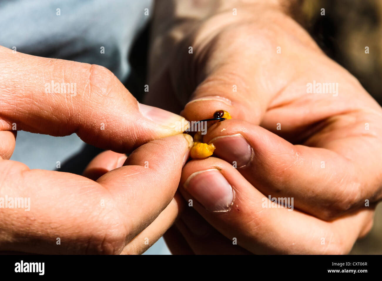 Maggots on the hook hi-res stock photography and images - Alamy