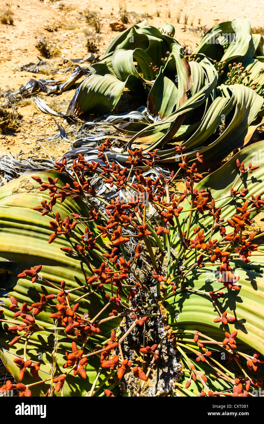 Welwitschia mirabilis plant in namib hi-res stock photography and ...