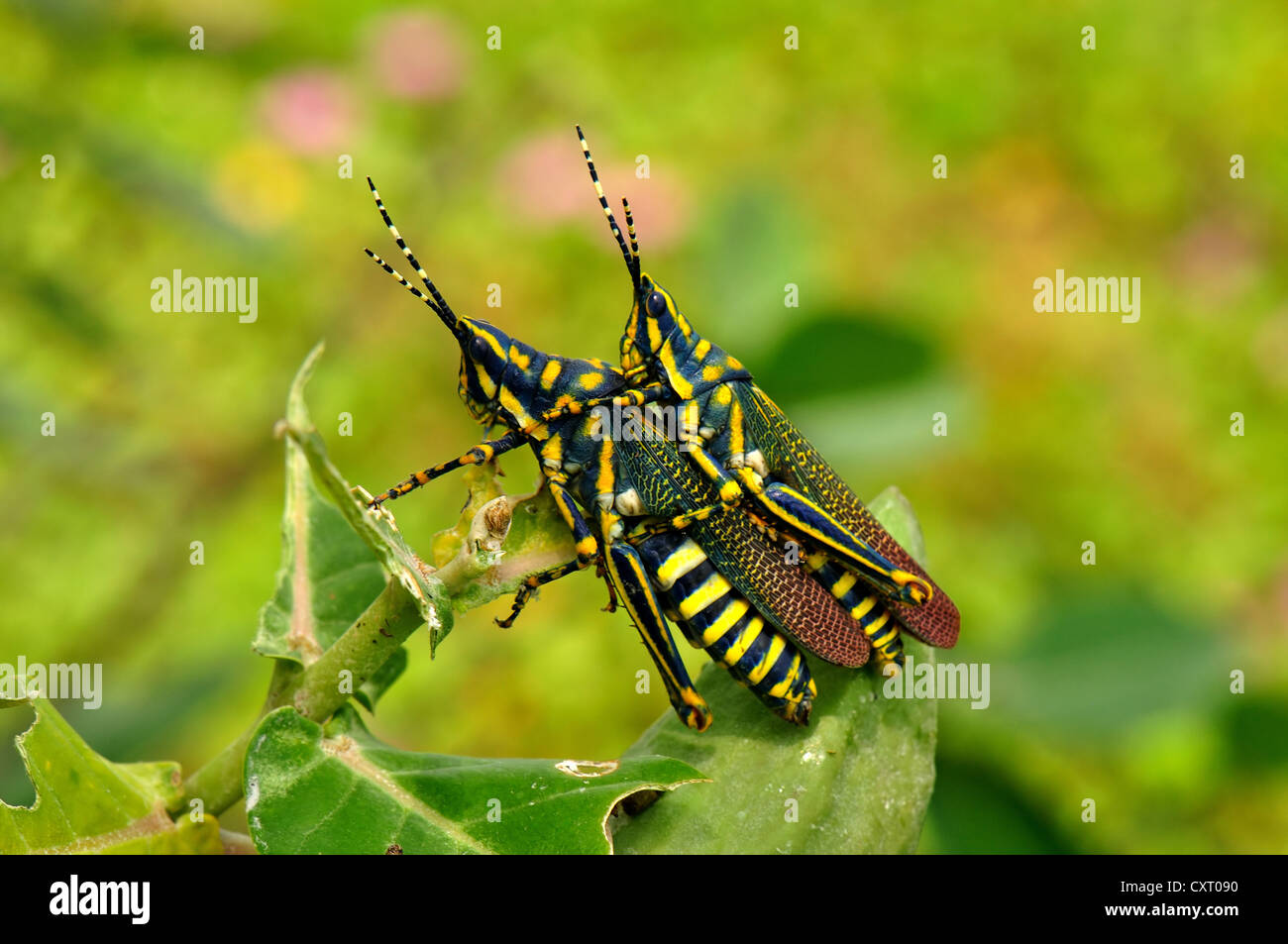 Mating act hi-res stock photography and images - Alamy