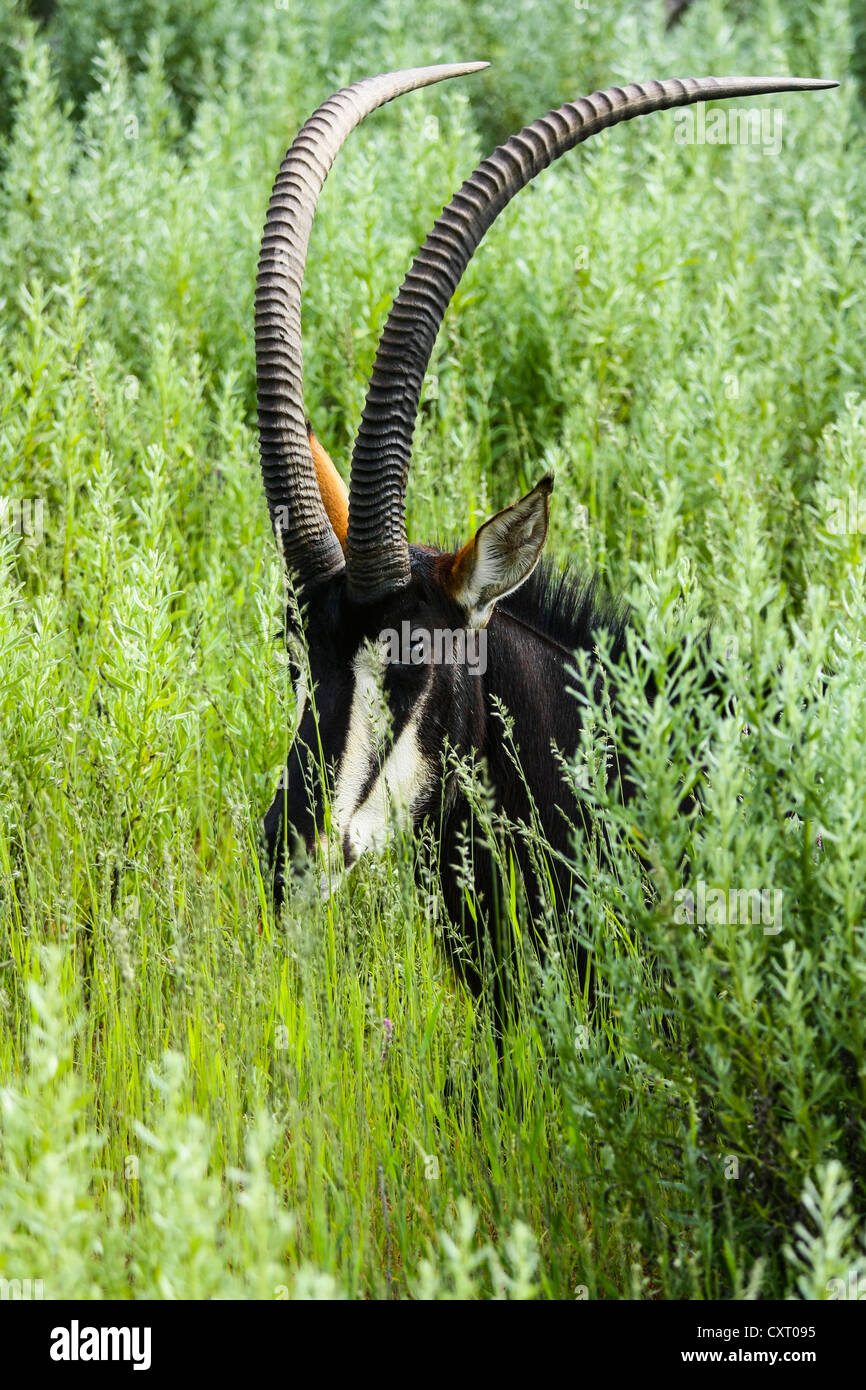 Sable Antelope Africa High Resolution Stock Photography and Images - Alamy