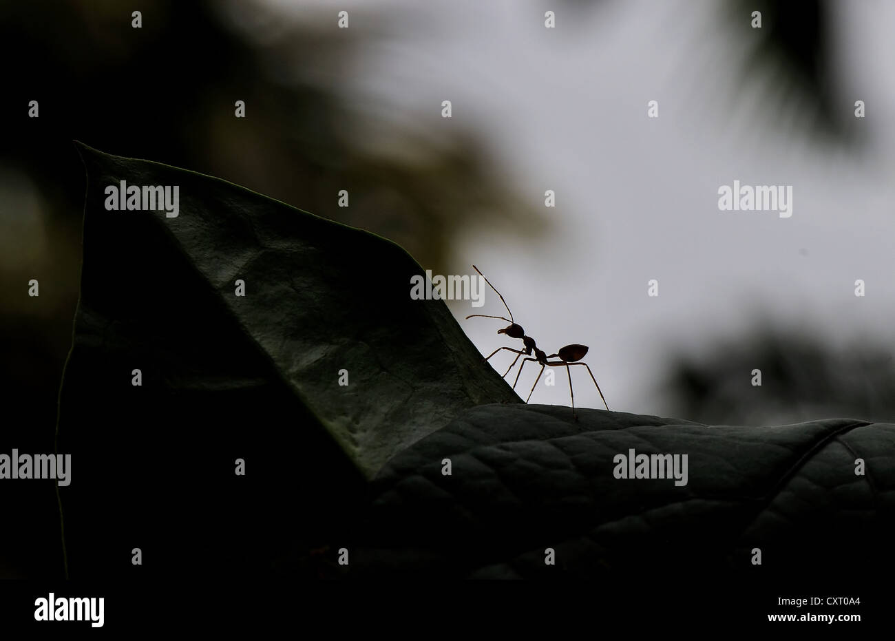 Ant light hi-res stock photography and images - Alamy