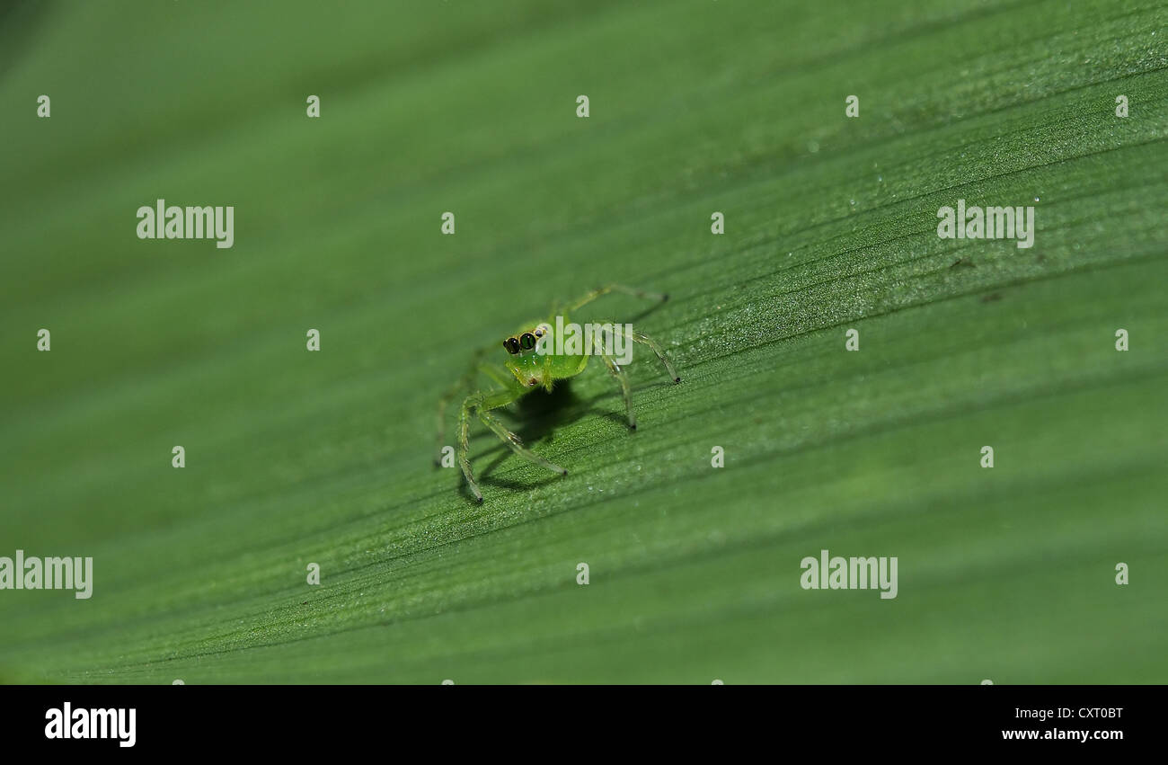 Green spider hi-res stock photography and images - Alamy