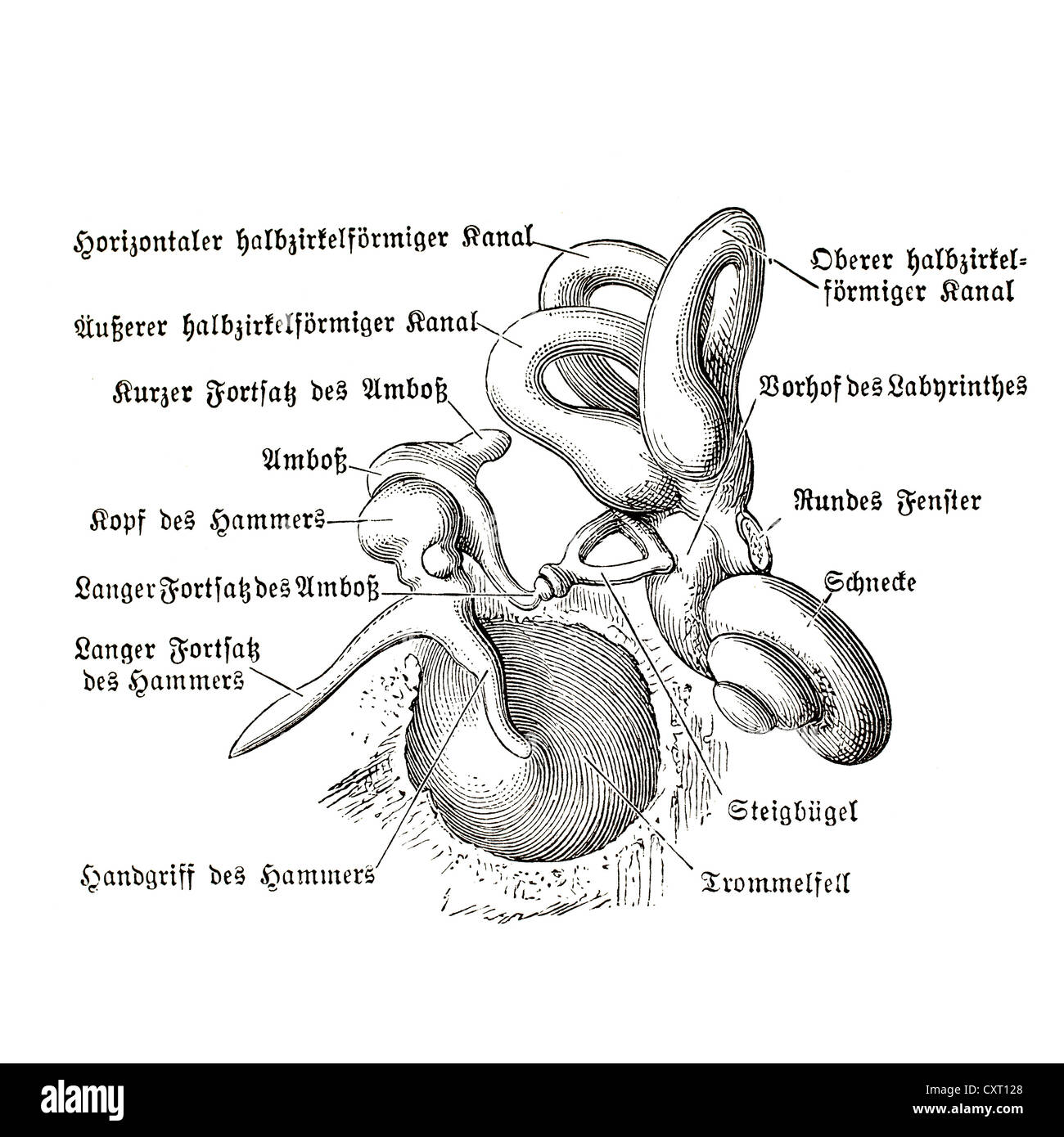 Human ear, anatomical illustration Stock Photo - Alamy