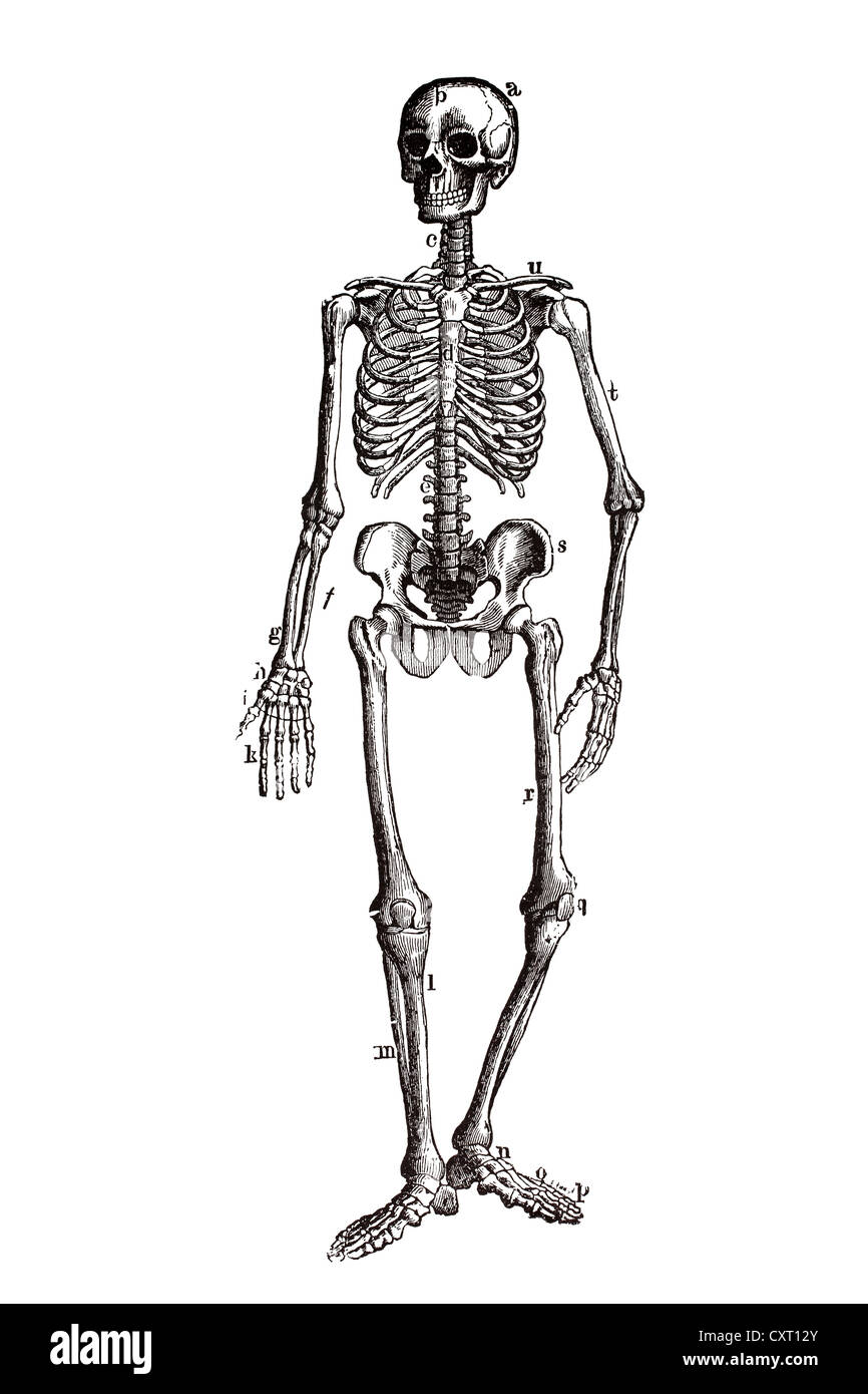 Human skeleton illustration hi-res stock photography and images - Alamy