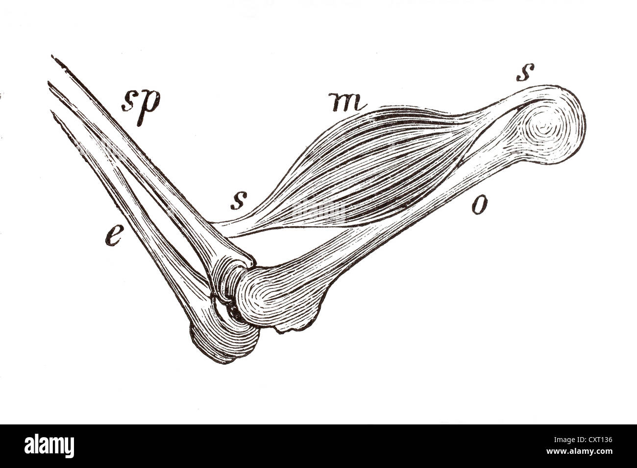 Antecubital Fossa Drawing