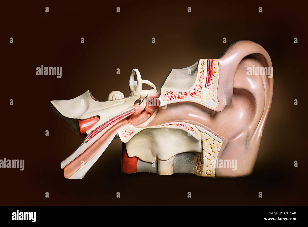 Human ear, illustration Stock Photo - Alamy