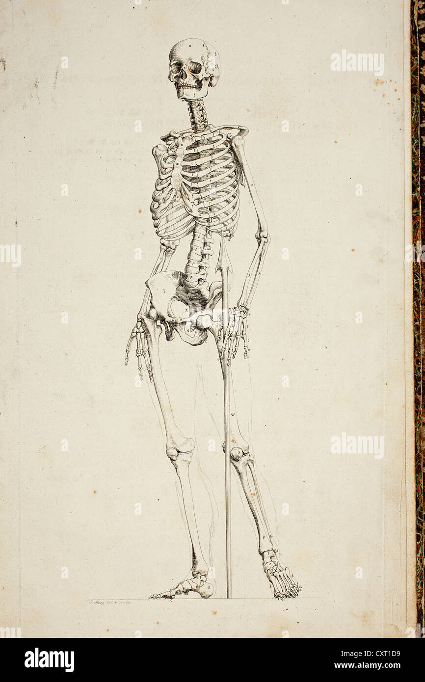 Illustration of a human skeleton Stock Photo - Alamy
