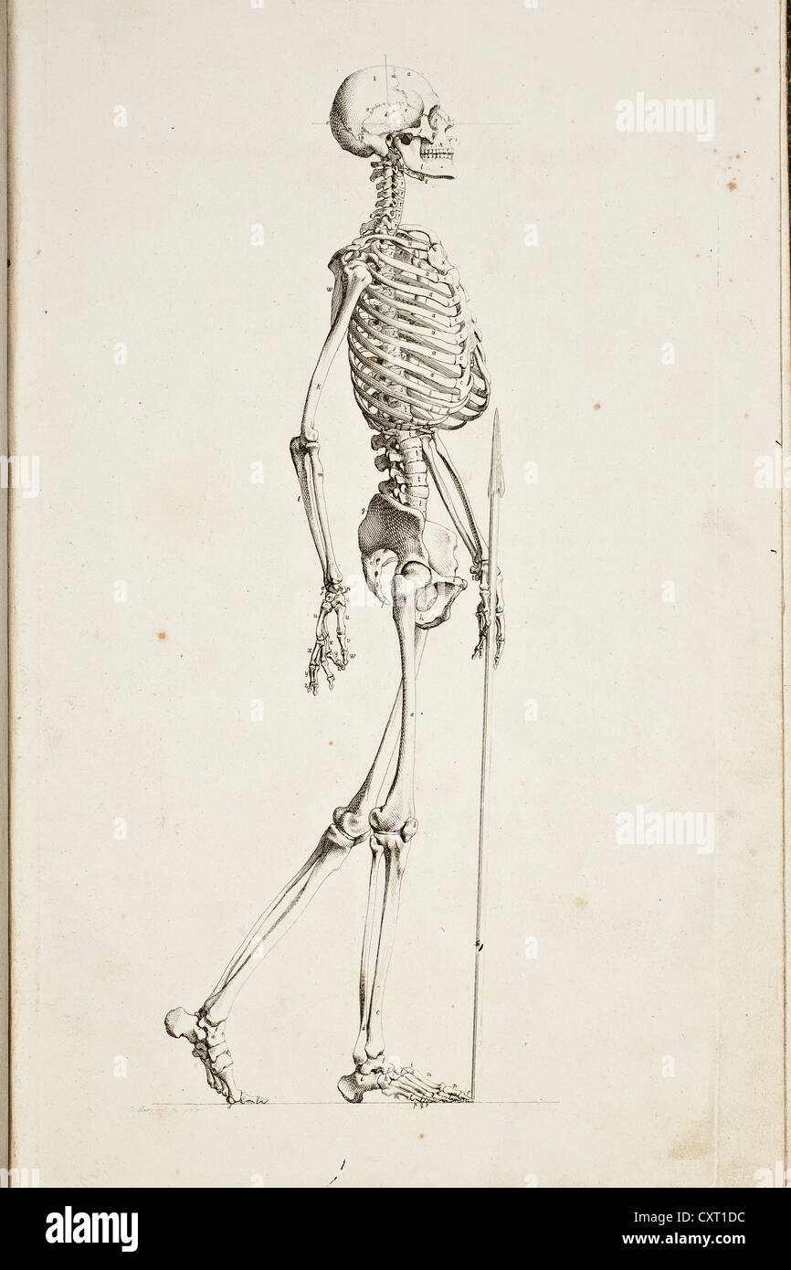 Human skeleton illustration hi-res stock photography and images - Alamy
