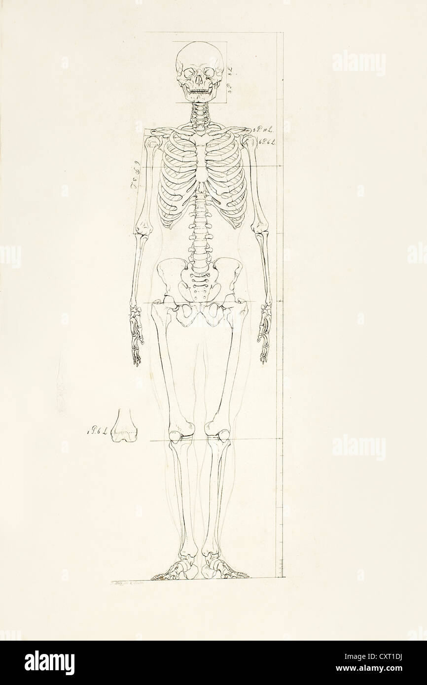 Human skeleton front view hi-res stock photography and images - Alamy