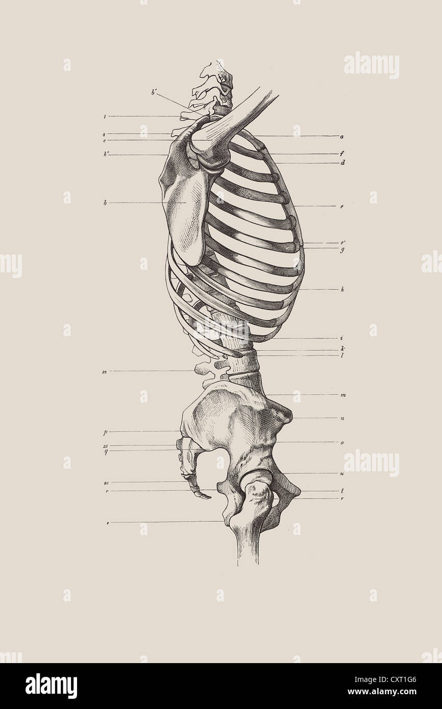 Skeletal torso, anatomical illustration Stock Photo - Alamy