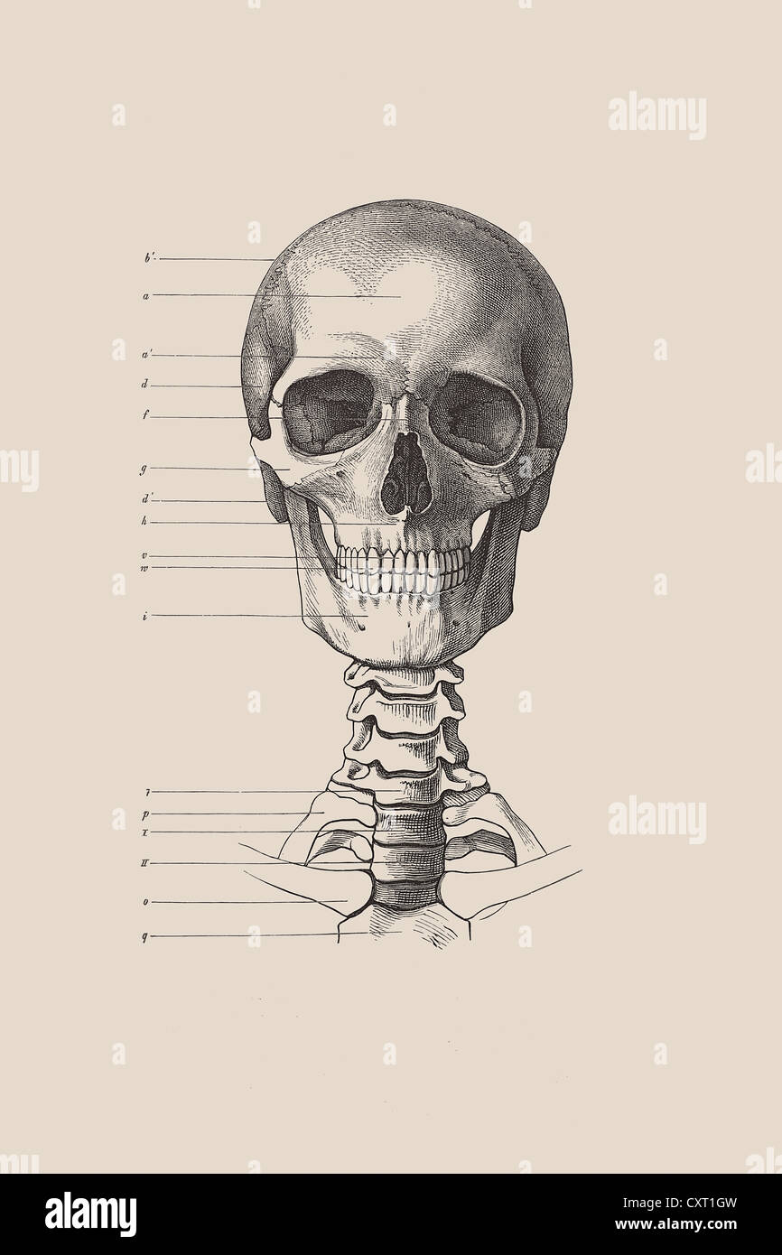 Anatomical illustration hi-res stock photography and images - Alamy