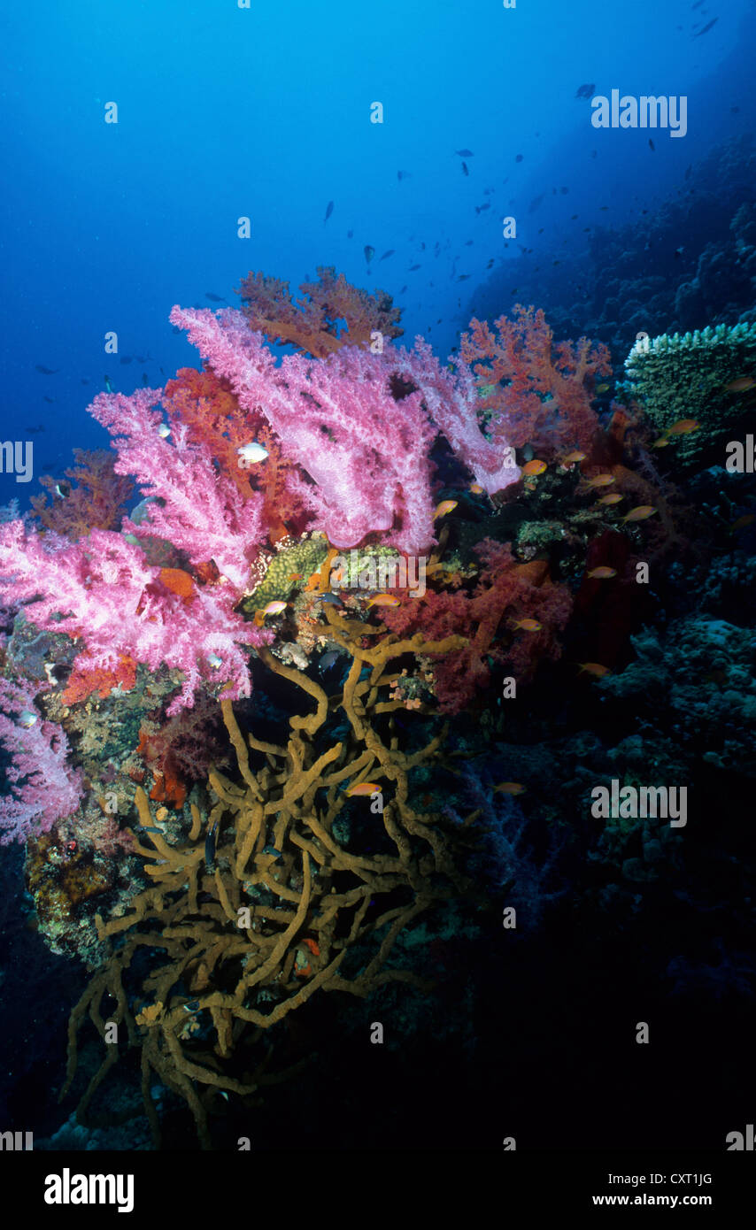 Saudi Arabia, Red Sea, marine environment, coral reef Stock Photo - Alamy