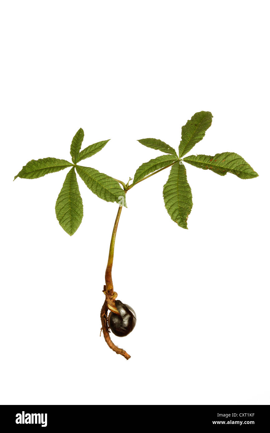 Castanea sp hi-res stock photography and images - Alamy