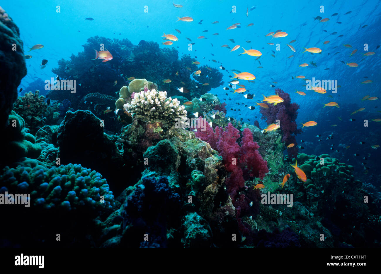 Saudi Arabia, Red Sea, marine environment, coral reef with fish Stock ...