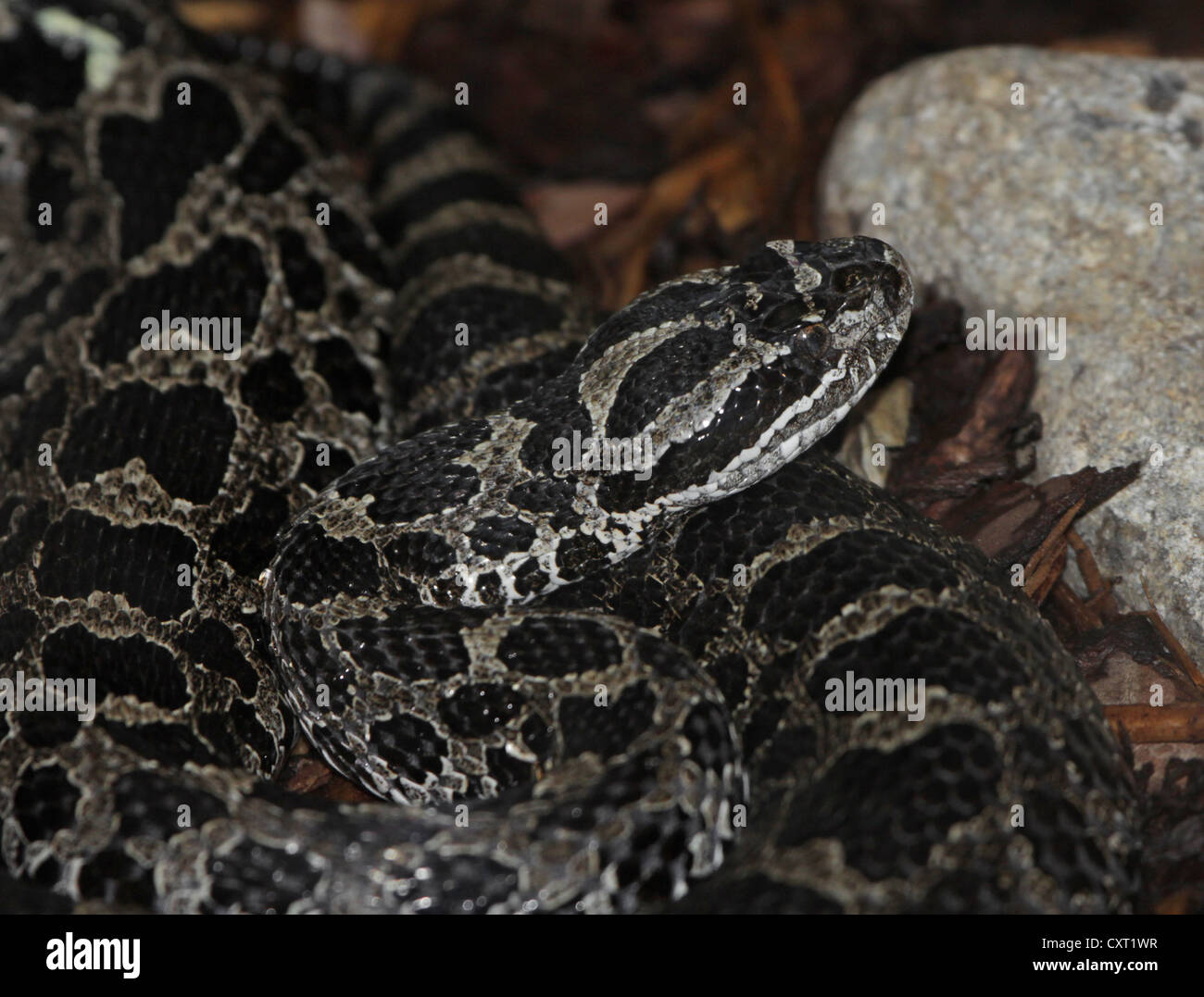 Massasauga rattlesnake hi-res stock photography and images - Alamy