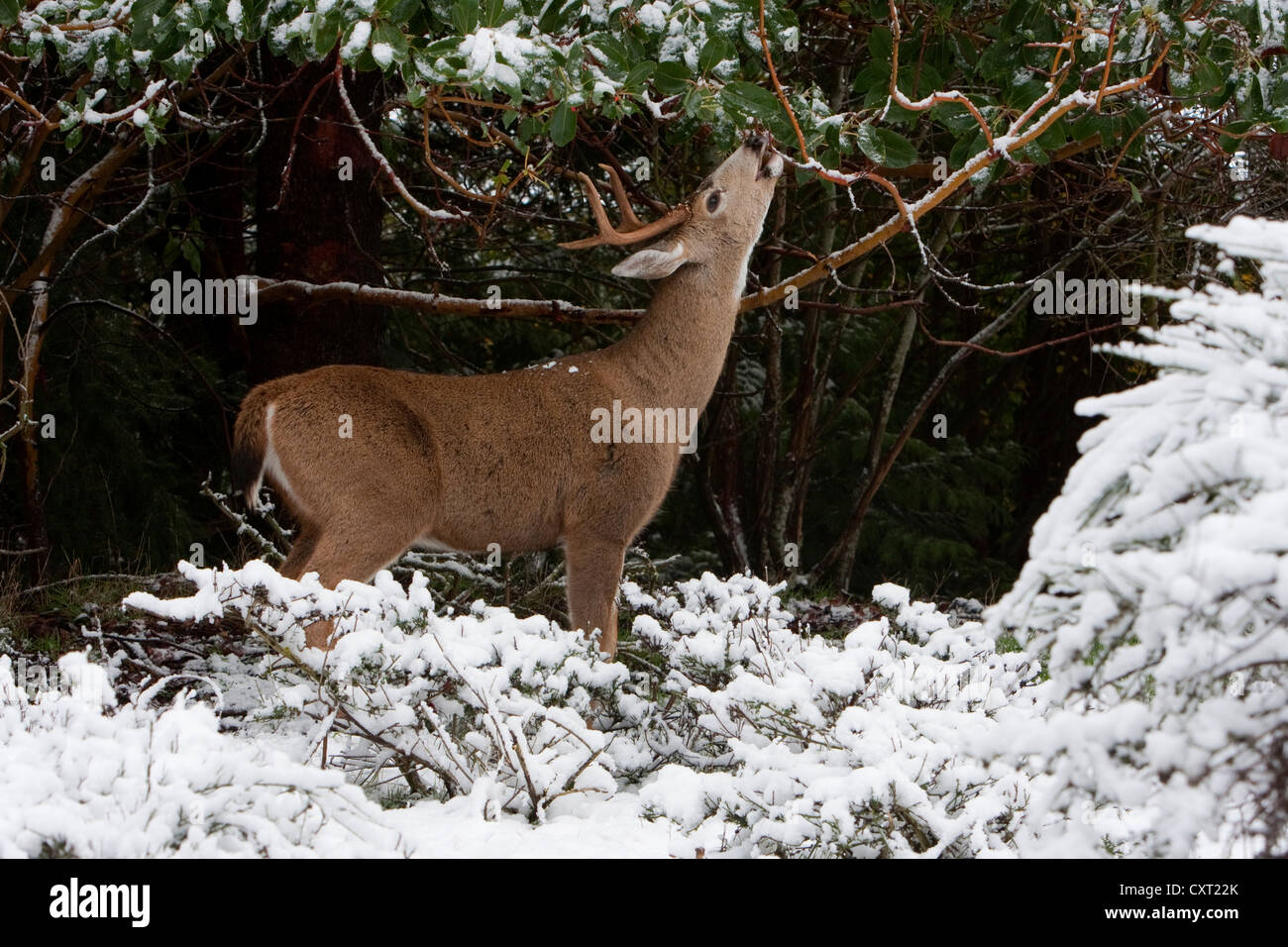 Buck feeding hi-res stock photography and images - Alamy