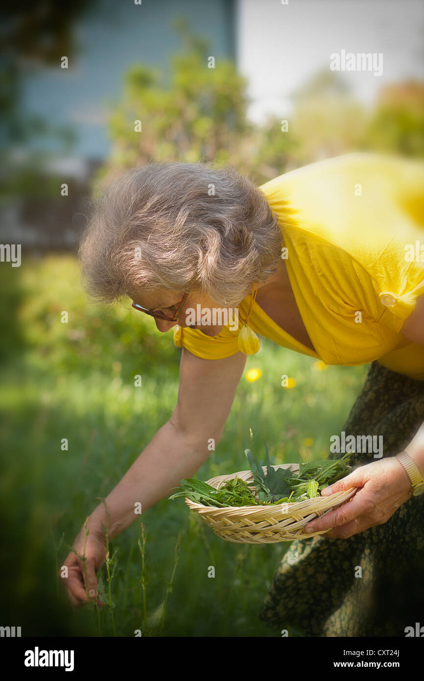 Woman gathering herbs in garden hi-res stock photography and images - Alamy