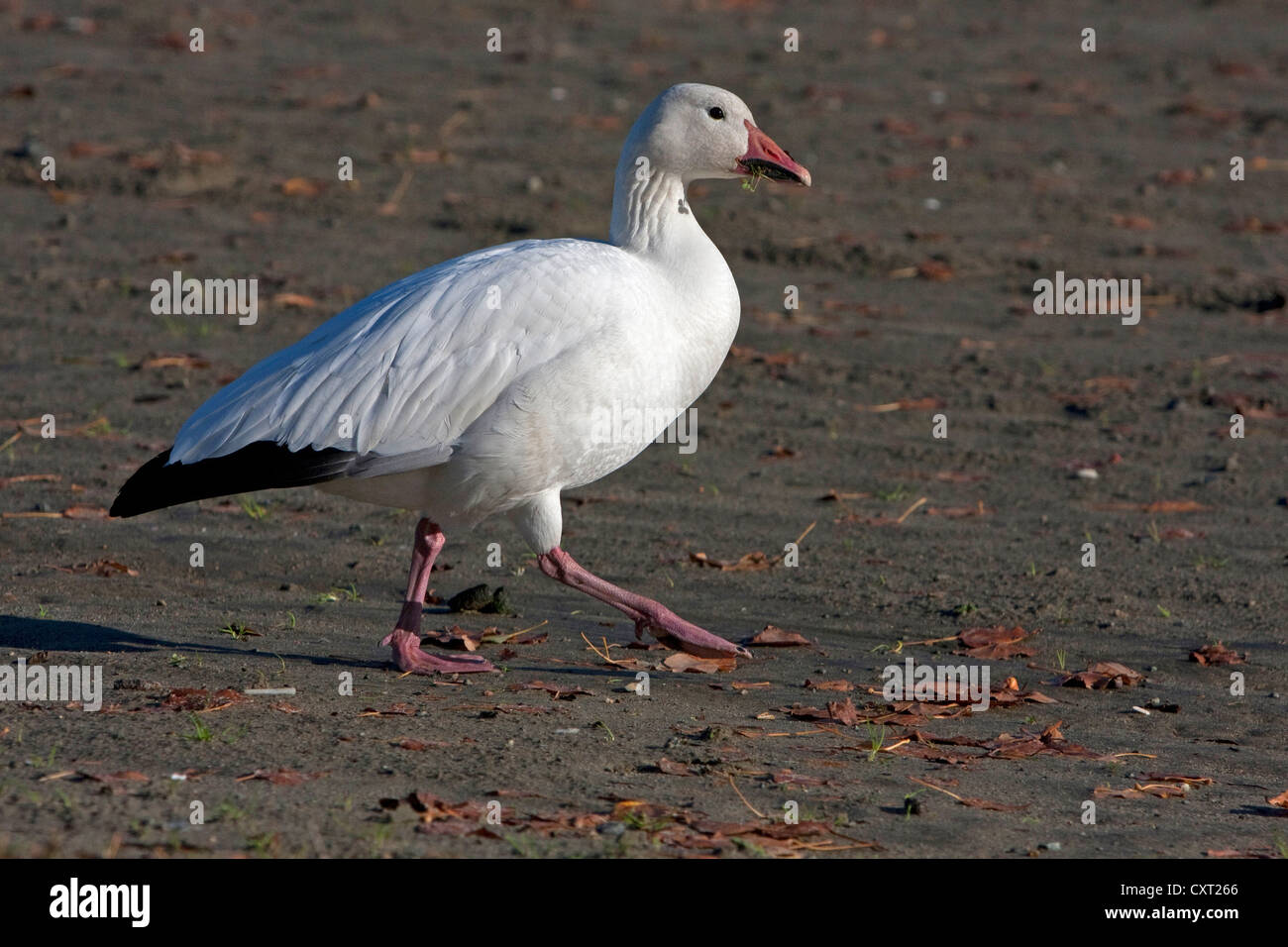 Blue morph snow goose hi-res stock photography and images - Alamy