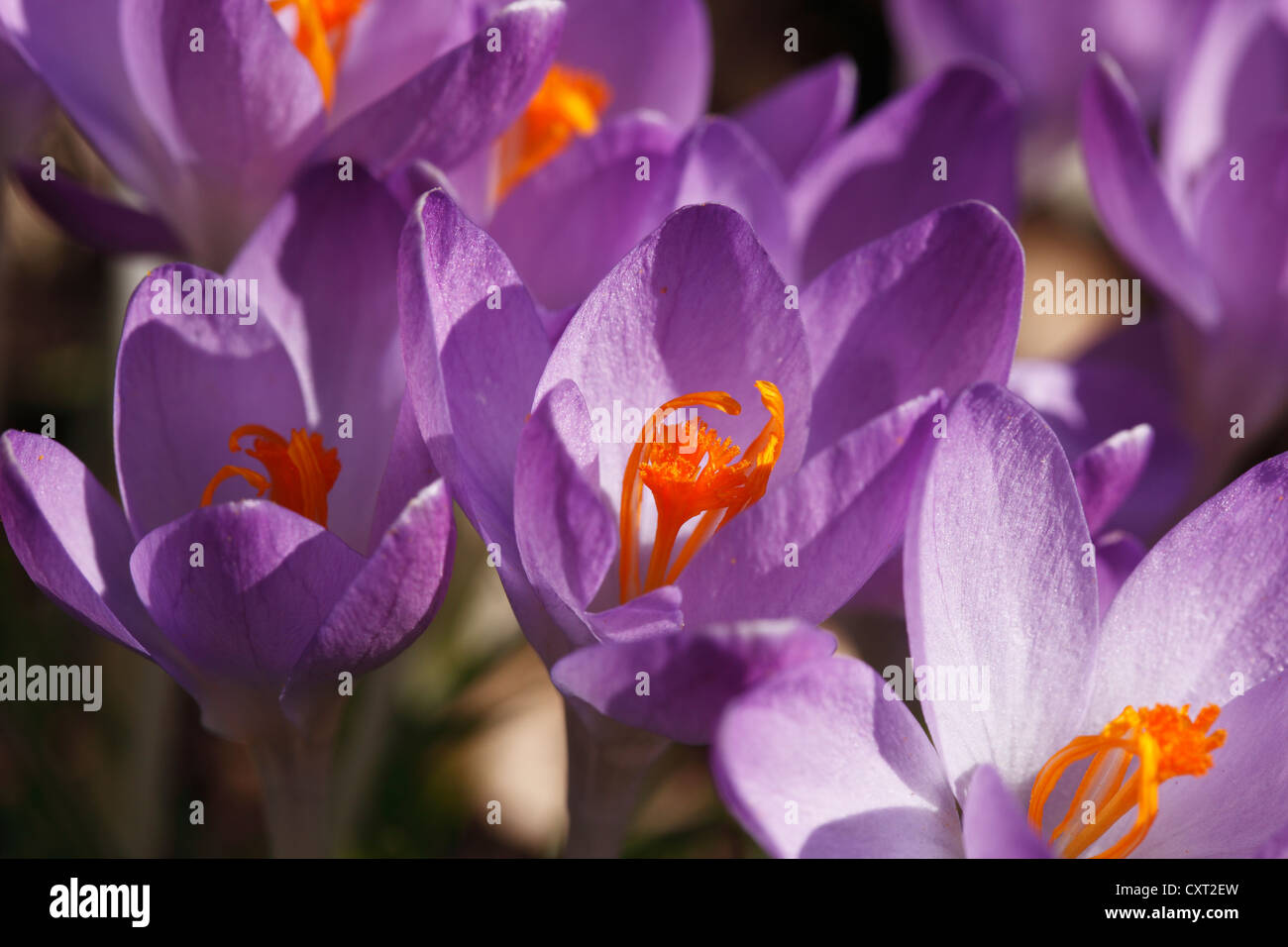 Crocus, croci (Crocus sp.), garden plant, Bavaria, Germany, Europe ...