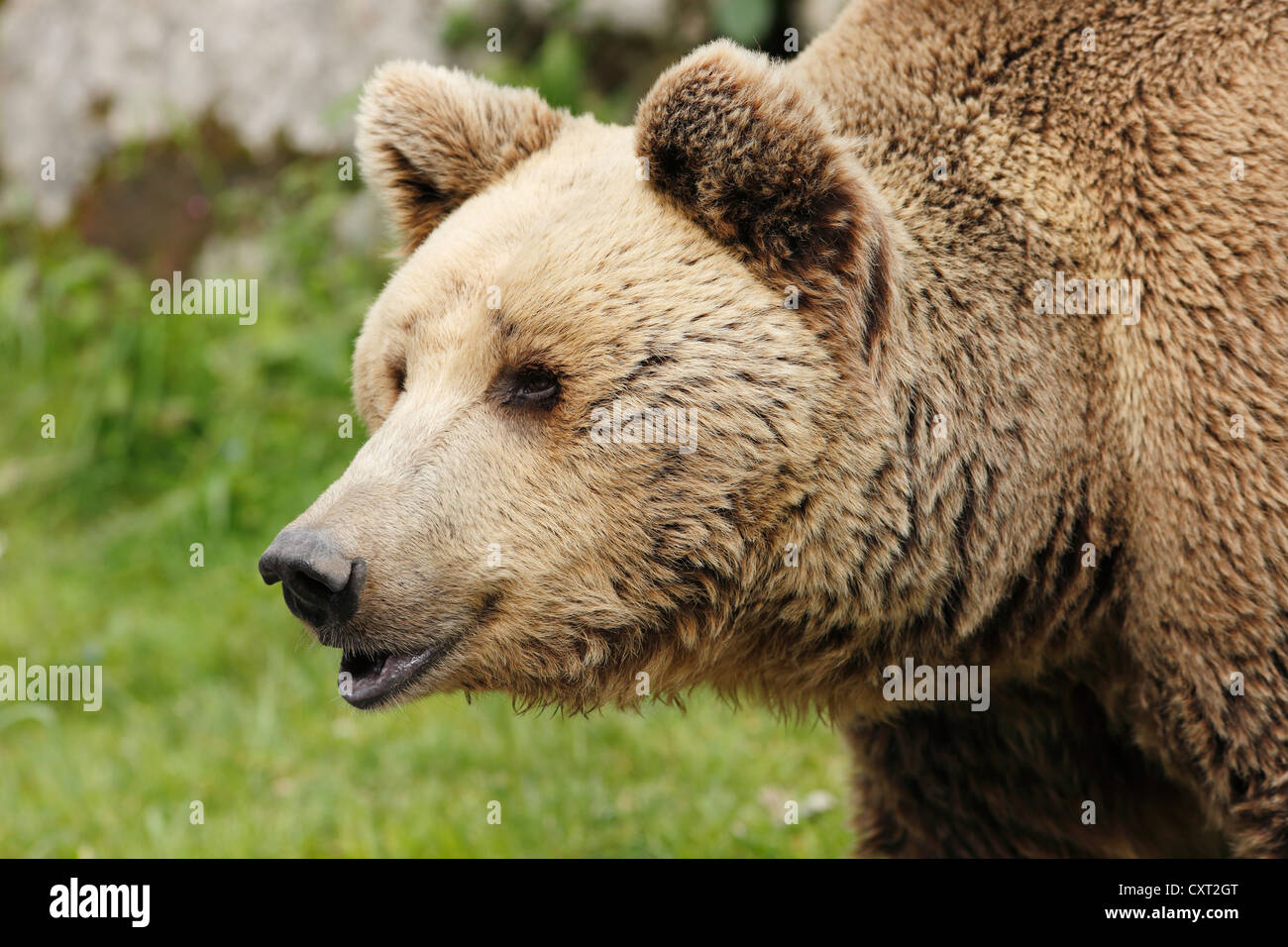 Braun bear (Ursus arctos), Cumberland Deer Park Gruenau, Salzkammergut ...