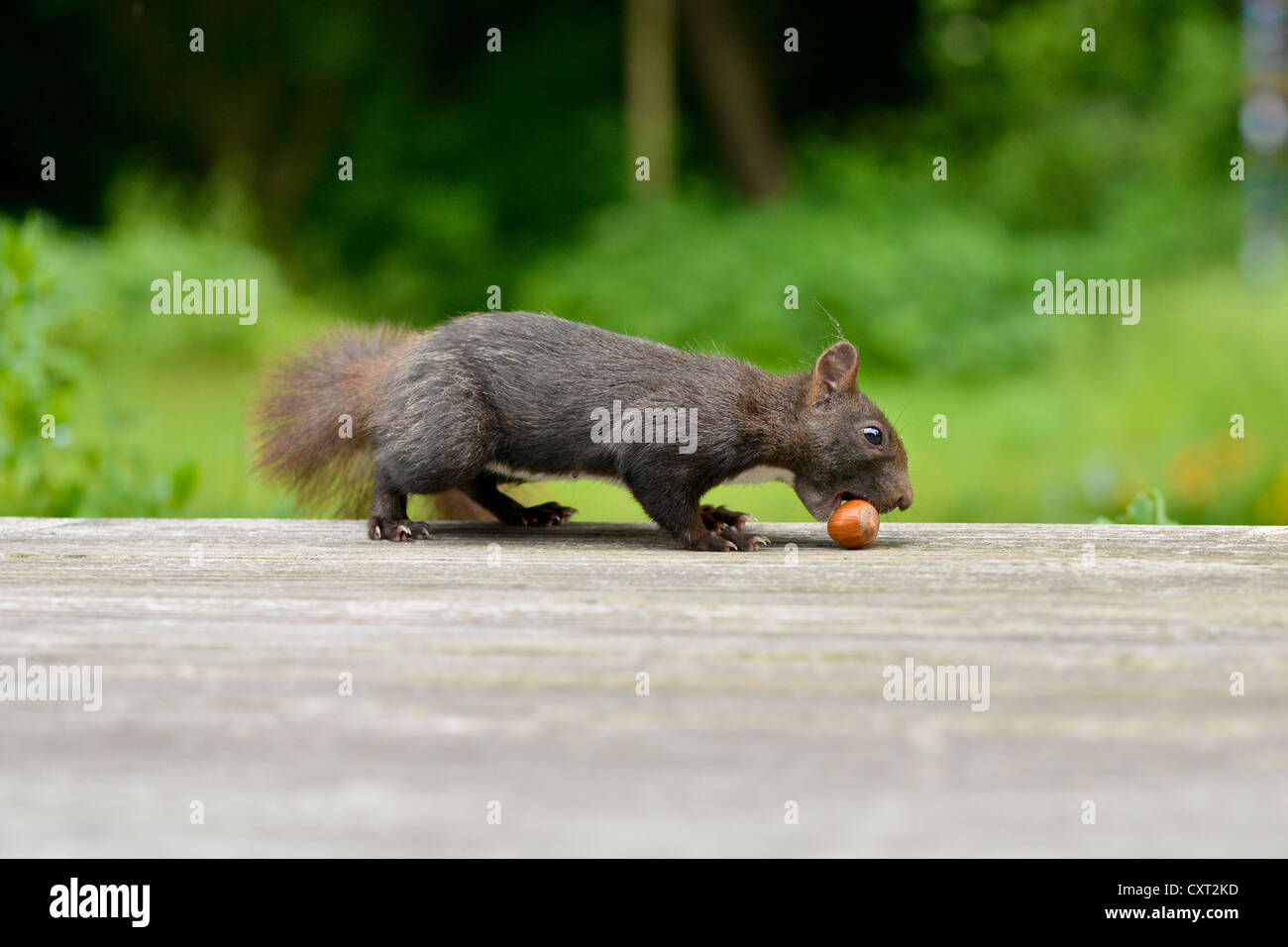 Squirrel (Sciurus vulgaris) taking a hazelnut from a wooden terrace ...