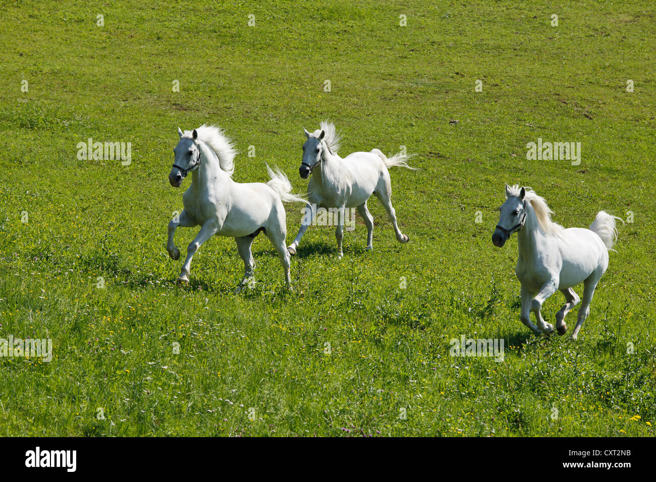 Lipizzaner stud farm piber hi-res stock photography and images - Alamy