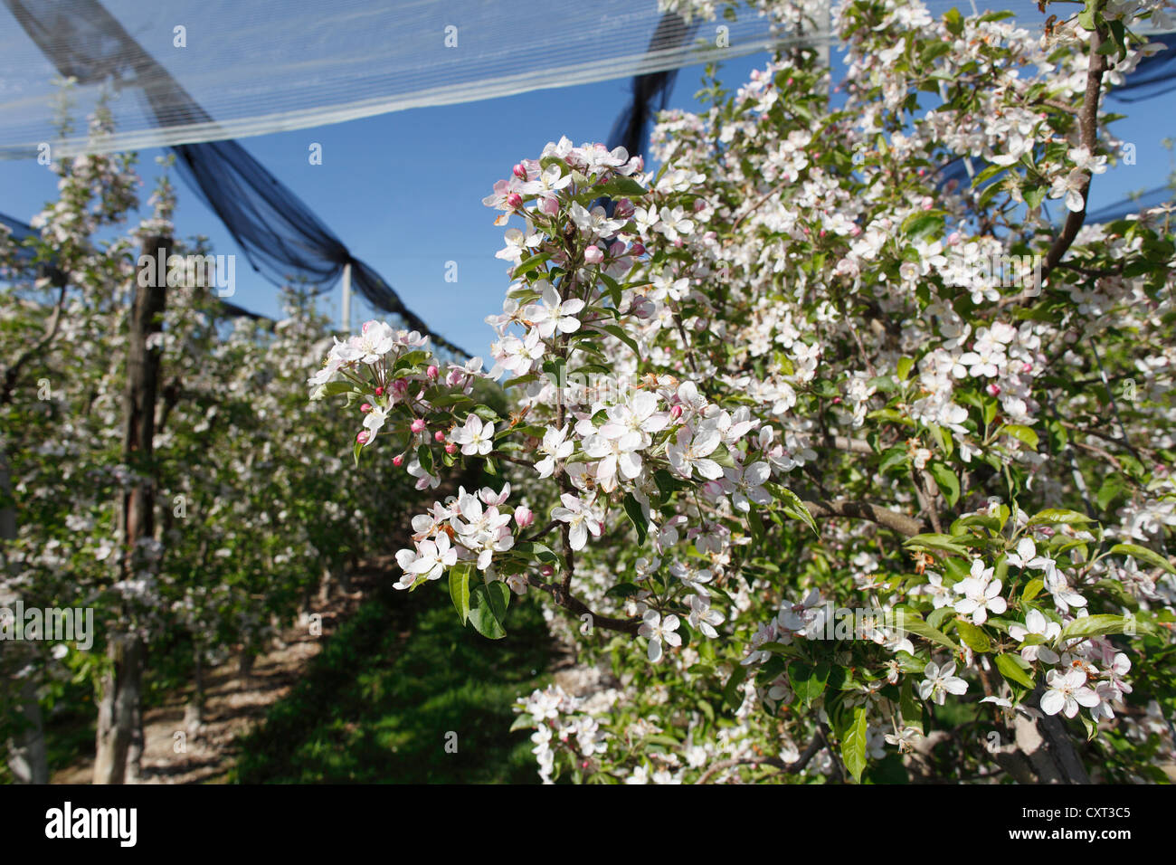 Apple blossom in an apple orchard, Puch near Weiz, Mt Kulm at back ...