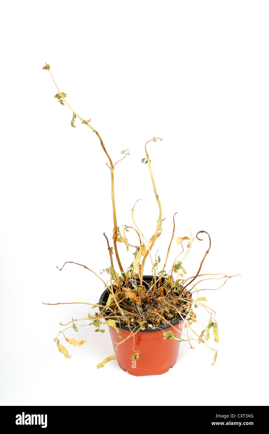 Withered Plant