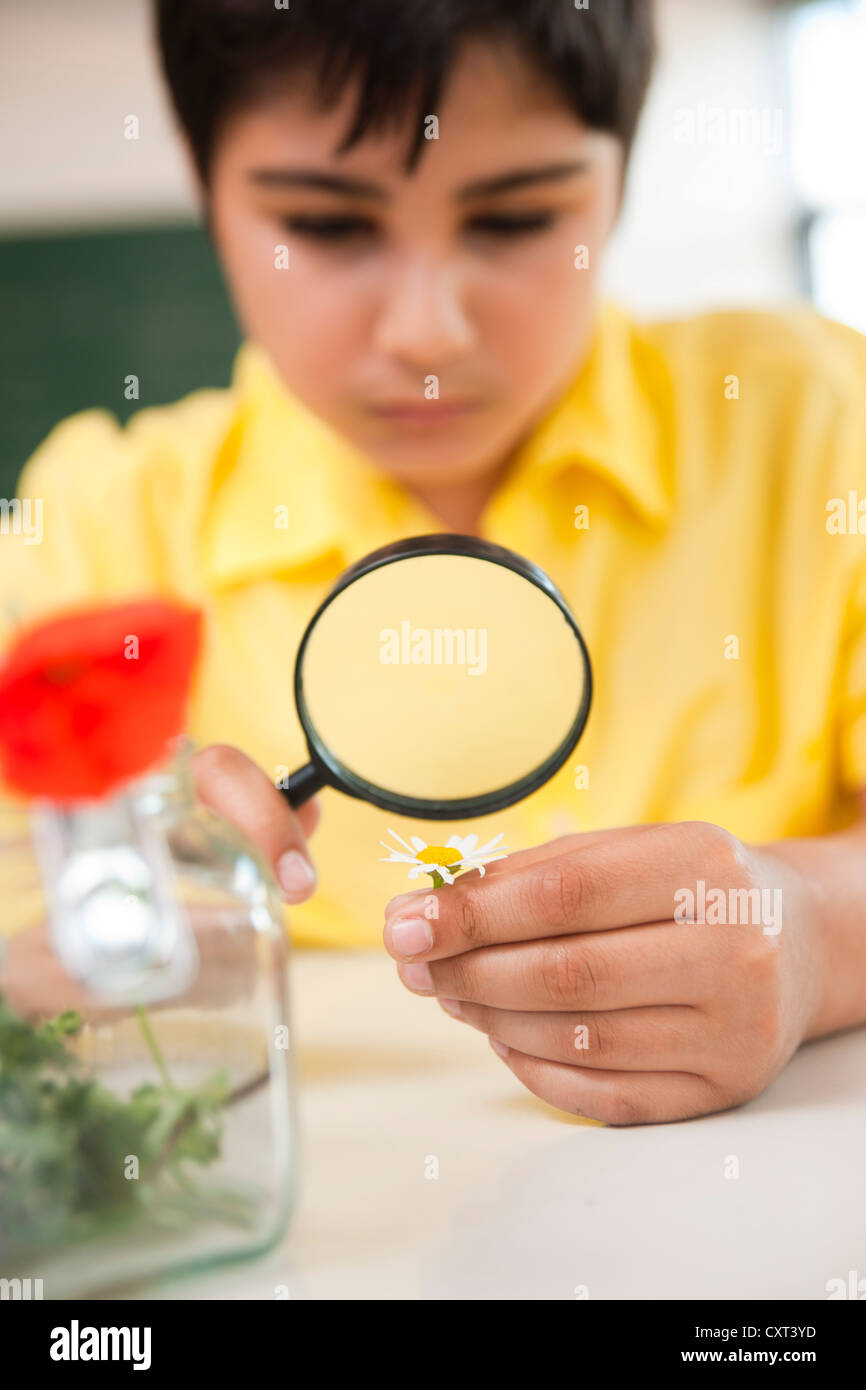 Schoolboy studying plants during a biology lesson Stock Photo - Alamy