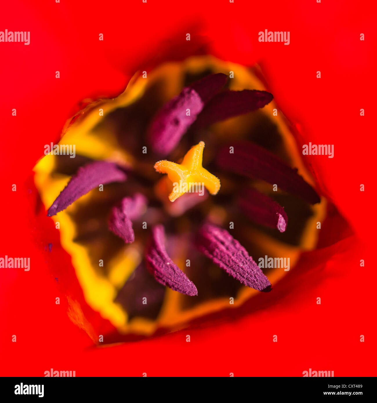 Pistil and stamens of a tulip (Tulipa Stock Photo - Alamy