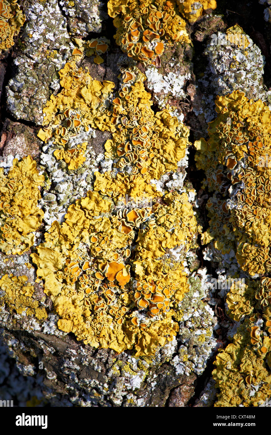 Common Orange Lichen, Yellow Sale, Maritime Sunburst Lichen or Shore ...