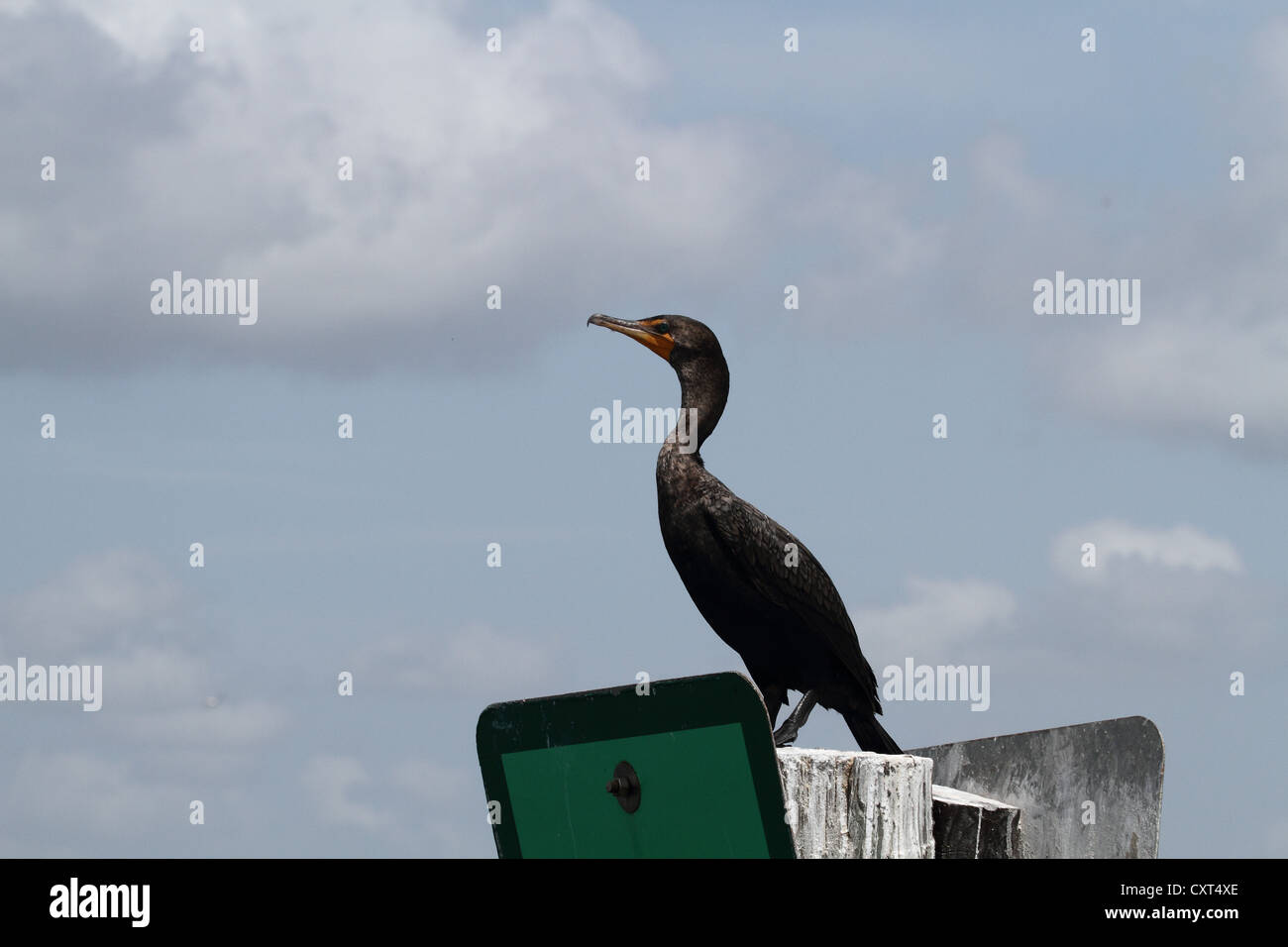 American cormorant hi-res stock photography and images - Alamy