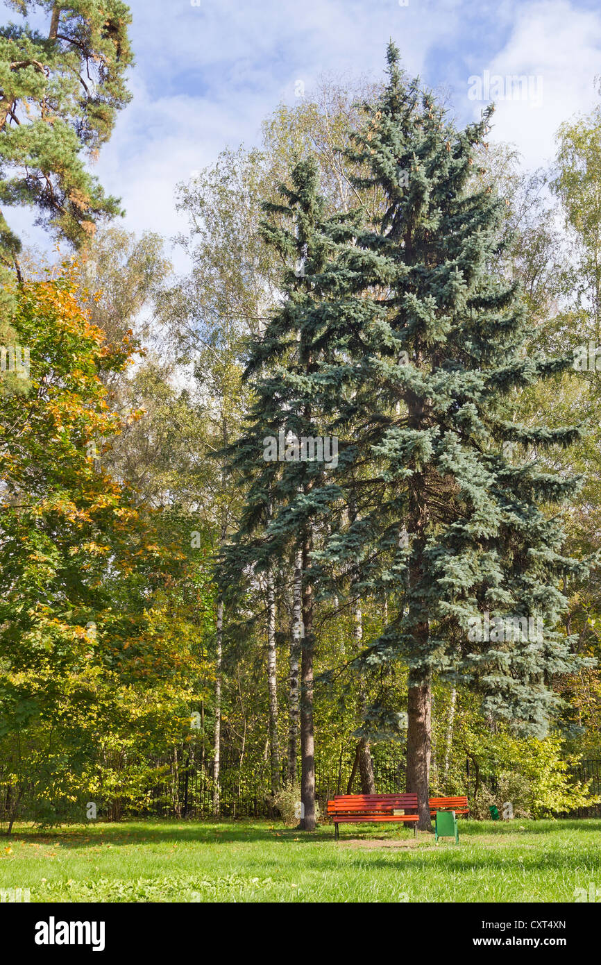 Benches in the park under an old fir tree landscape Stock Photo - Alamy