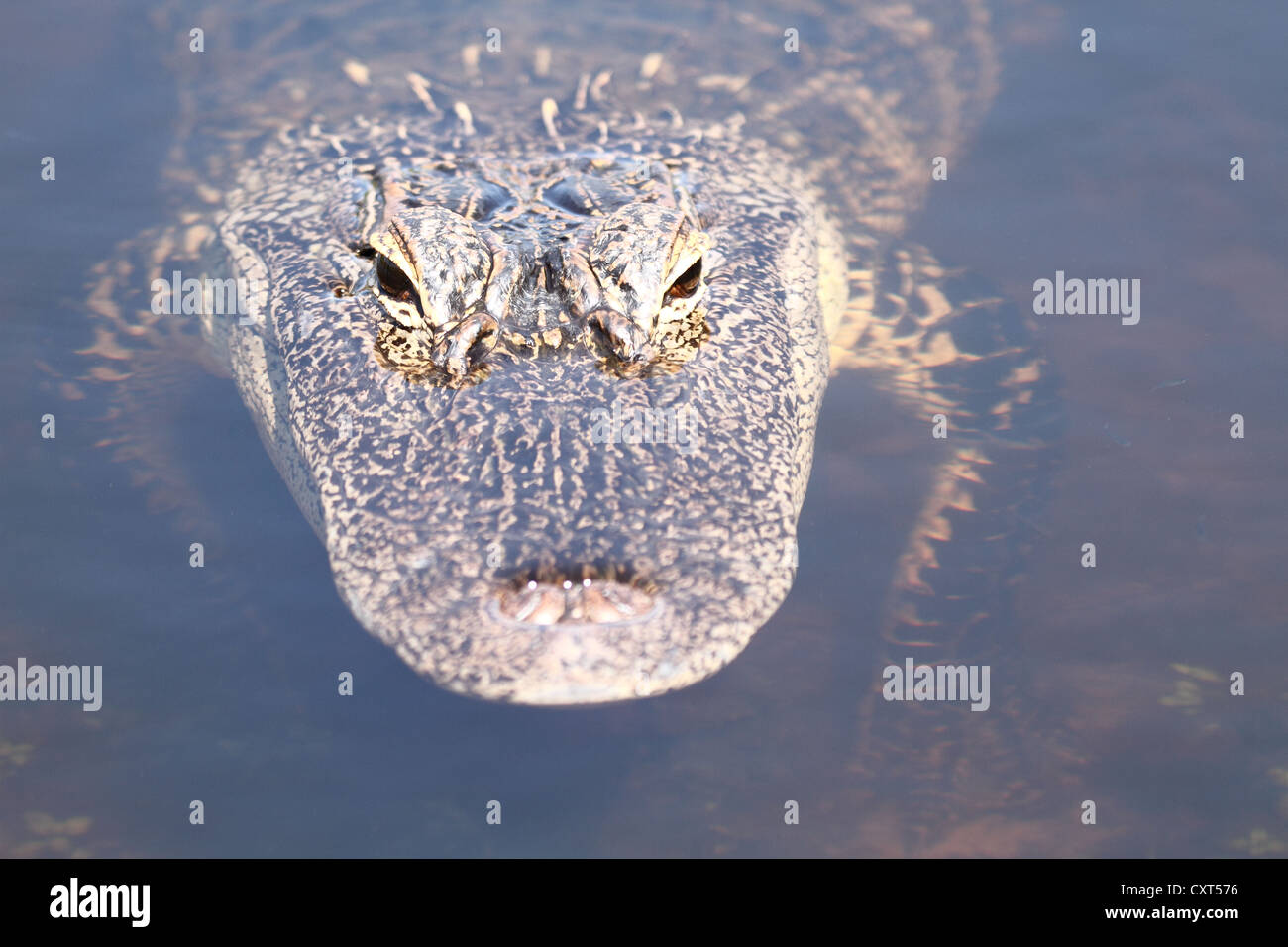 American Alligator looking at you Stock Photo - Alamy