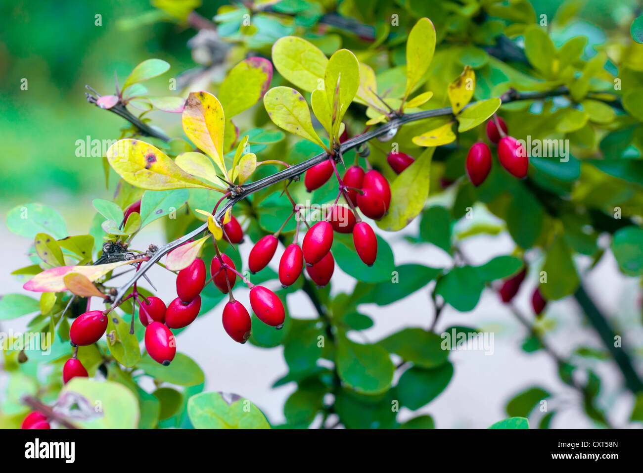Soft focus example hi-res stock photography and images - Alamy