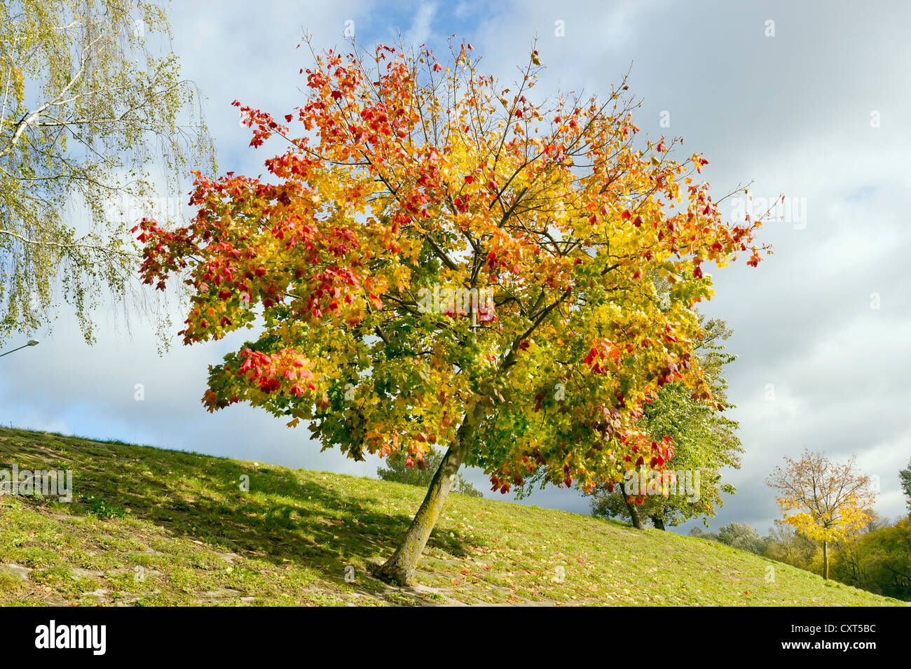 Colored lonely autunm maple tree grow on hill. Sunny october cloudly ...