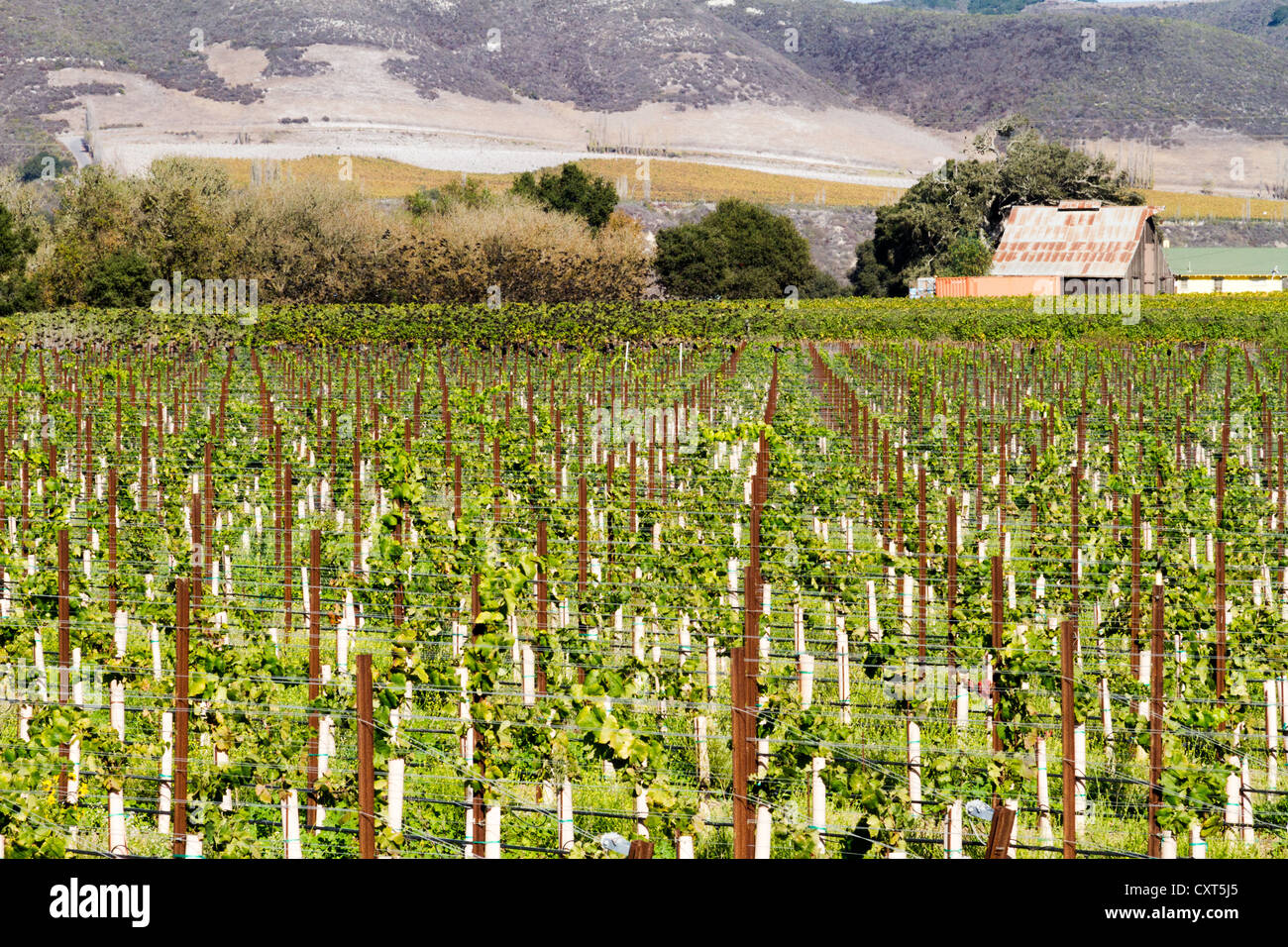American crows flock hi-res stock photography and images - Alamy