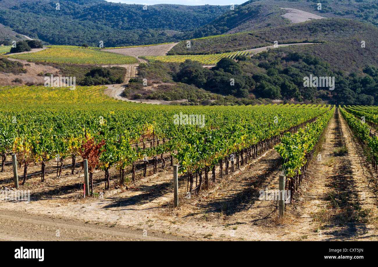 View of vineyards in "Santa Rita Hills", California Stock Photo - Alamy