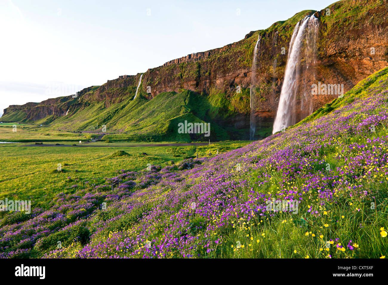 Seljalandsfoss waterfall with a meadow full of blooming Cranesbill ...