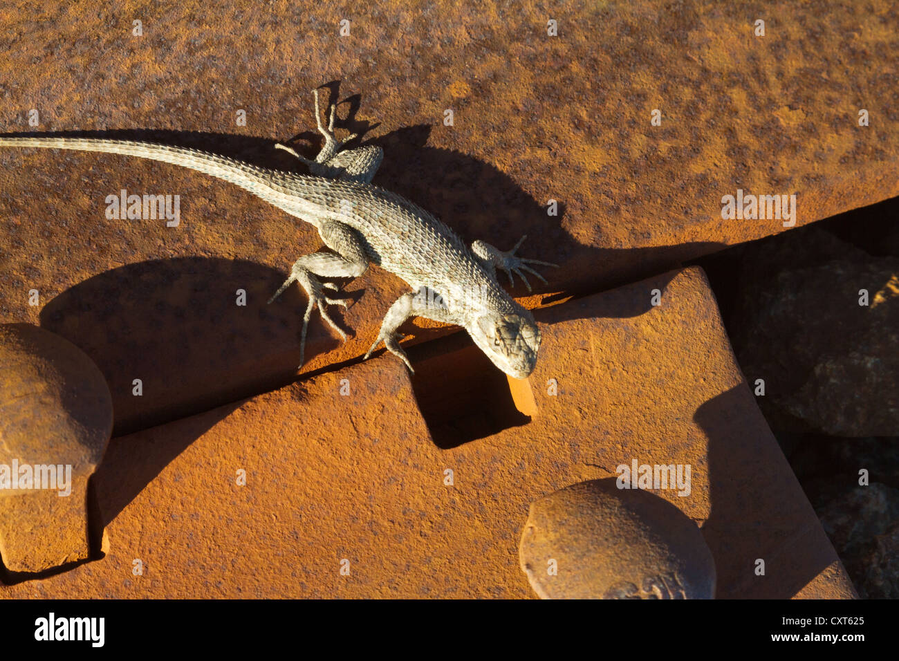 Lizard railroad track rail hi-res stock photography and images - Alamy