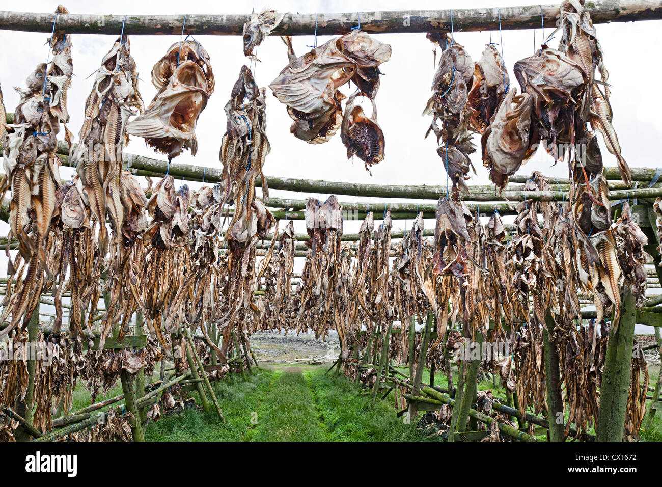 Dried fish on wooden racks near Hafnarfjordur, Iceland, Europe Stock ...