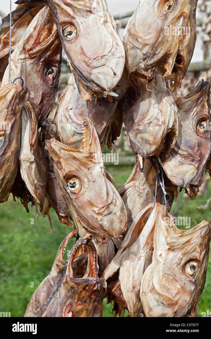 Dried fish on wooden racks near Hafnarfjordur, Iceland, Europe Stock ...