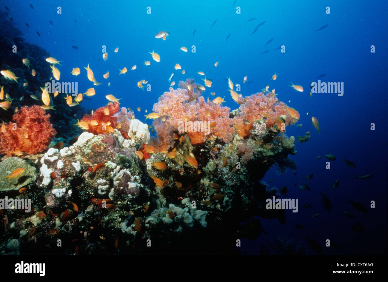 Saudi Arabia, Red Sea, marine environment, coral reef with fish Stock ...
