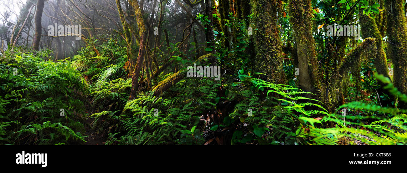 Chinobre rainforest, Tenerife, Canary Island, Spain, Europe Stock Photo ...